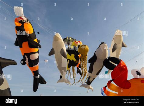 20th January Abudhabi Uae Beautiful And Different Types Of Kites From