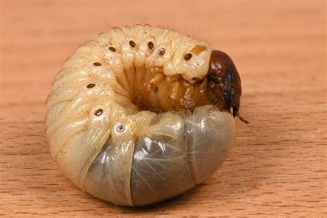 Larva Di Uno Scarabeo Rinoceronte Immagine Stock Immagine Di