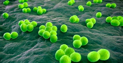 Ai Discovered Antibiotics Show Promise Against Deadly Mrsa