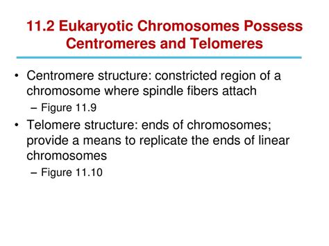 Chromosome Structure And Ppt Download