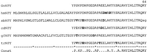 Comparison Of Amino Acid Sequences Between Deduced Gnathostome Npy