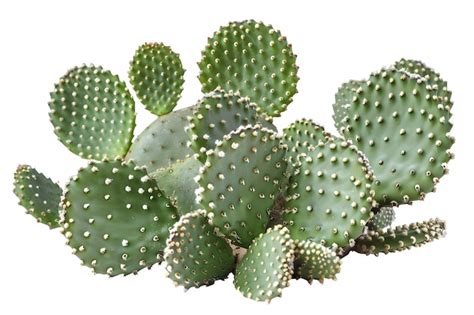 Premium Photo A Cactus Plant With Many Small Dots On It