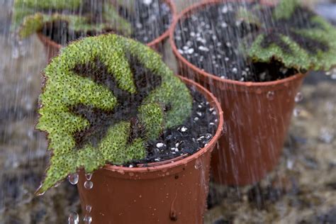 Scheuten Stekken Van Vaste Planten In De Lente Zo Doe Je Dat Artofit