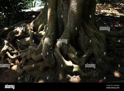 Tree Roots Visible Through Soil In Park Stock Photo Alamy