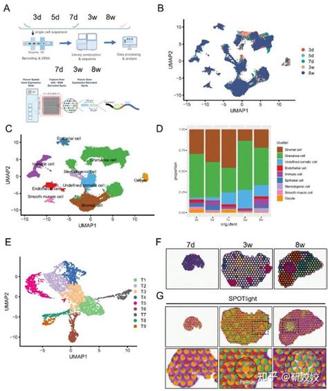 国内10x Genomics 单细胞 空间多组学文章集锦 知乎