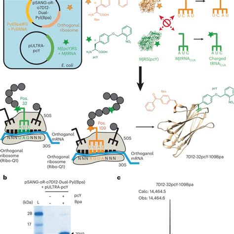 Site Specific Incorporation Of Bpa In A Single Chain Antibody Fragment