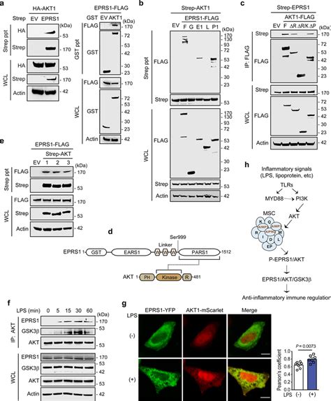Eprs1 Interacts Directly With Akt And Associates With Gsk3β A