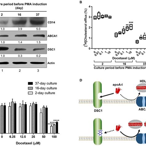 Four Main Cholesterol Efflux Pathways In Macrophages The Download