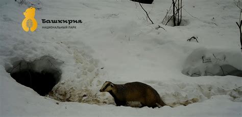 В Башкирии понаблюдали за парой барсуков
