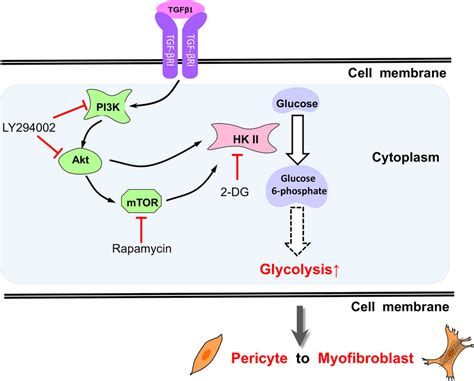 Schematic Illustration Showing That The Pi3k Akt Mtor Pathway Regulates