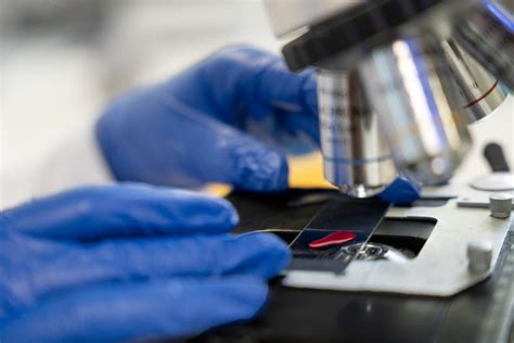 Stem Cell Services Market Trends Forecast And Opportunity Analysis