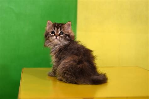 Питомник шотландских вислоухих и прямоухих кошек Tomhope