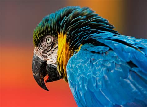 Birds Parrots Closeup Ara Genus Beak Hd Wallpaper Rare Gallery