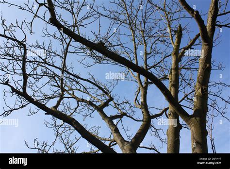 Bare Tree Branches Without Leaves In Winter Season Stock Photo 54806283 Alamy