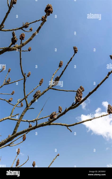 Young Sumac Tree Images At Pamela Sheehan Blog