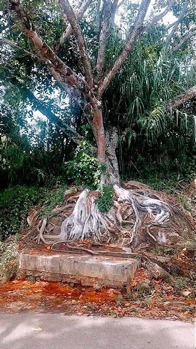 දන්නවාද මේ ගහ මොකක්ද කියලා නෙළුවට යන පාරේ තියෙන්නේ Youtube