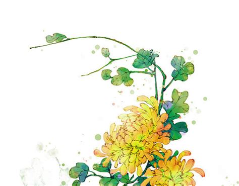 手绘花卉黄色菊花 包站长