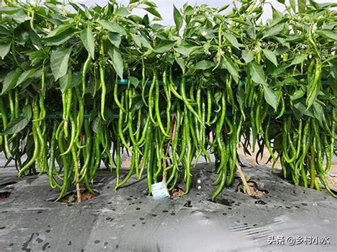 3分鐘學會辣椒育苗，幾粒種子，4個月後辣椒結滿枝頭 每日頭條