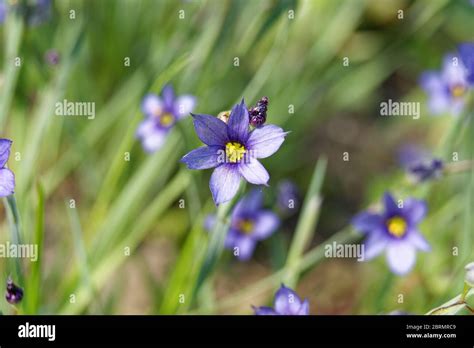 Sisyrinchium Angustifolium Commonly Known As Narrow Leaf Blue Eyed