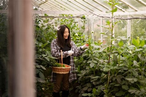 Free Photo Front View Woman Picking Tomatoes