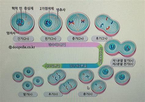과학 중3 과학 생식과 발생 오누이
