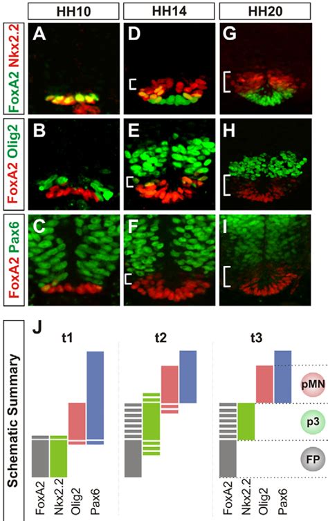 Figure 1 From A Homeodomain Feedback Circuit Underlies Step Function Interpretation Of A Shh