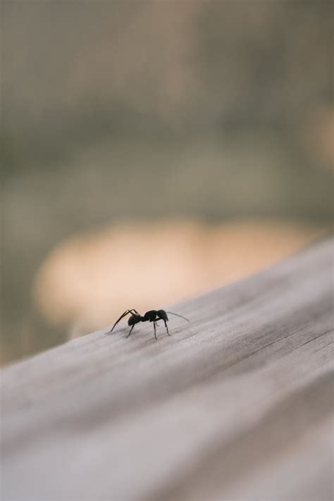Bug Bombs For Ants Dangerous Pest Solutions Zunex Pest Control