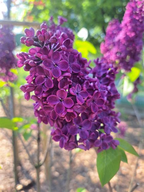 라일락 꽃 자주색 Pixabay의 무료 사진