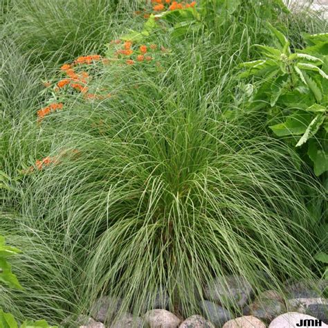 Prairie Dropseed Tara