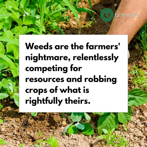 4 Effective Strategies To Combat Weeds On Your Farm