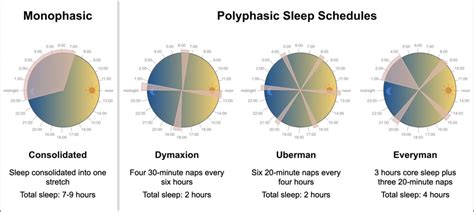 Monophasic Biphasic Polyphasic Sleep The Mattress Company