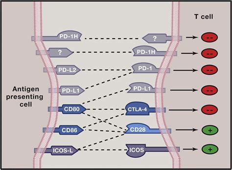 T Cell Cosignaling Molecules In Transplantation Immunity