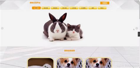 基于flaskvue框架的宠物交流平台 开题论文程序 计算机毕设 Csdn博客