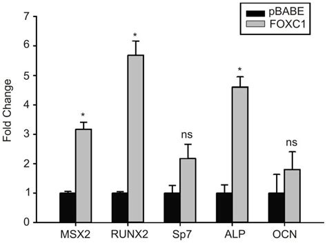 Levels Of Msx2 Runx2 Sp7 Osterix Alkaline Phosphatase Alp And