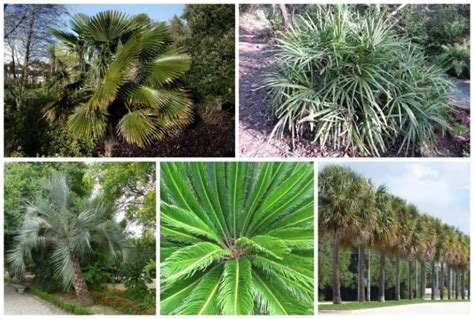 8 Different Types Of Date Palms And Their Identifying Features
