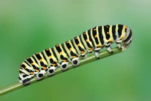 7 Tipos De Orugas Que Nos Podemos Encontrar Mis Animales