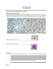 Lab Mitosis Meiosis Docx Lab Mitosis Meiosis How Cells Reproduce Use This Document To