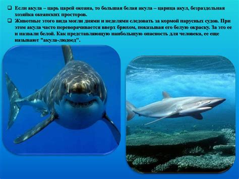 Обитатели морей и океанов презентация онлайн