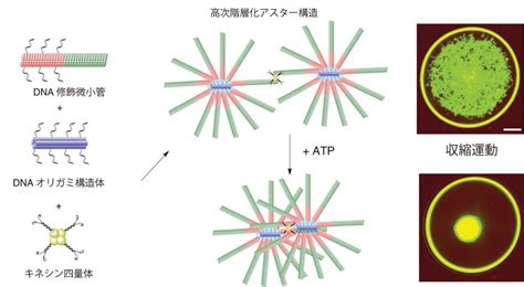 10月 2019 生物史から、自然の摂理を読み解く