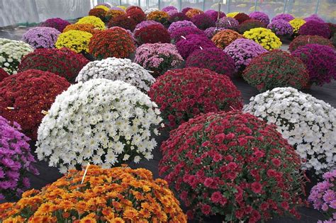 How to Grow Chrysanthemums for Fall Color - HubPages