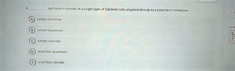 A Epithelium Consists Of A Single Layer Of Flattened Cells Attached Directly To A Basement