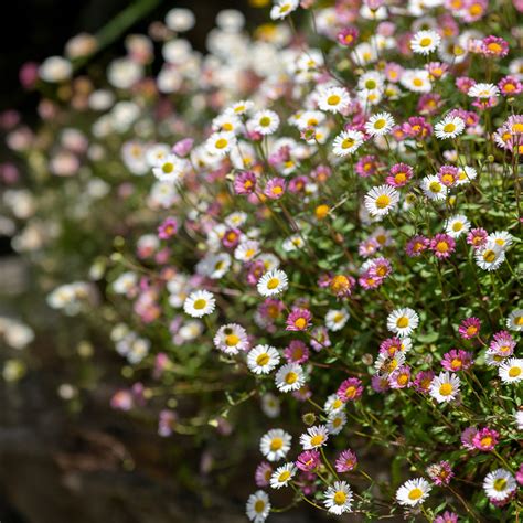 Erigeron Karvinskianus Premier Seeds Direct