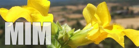 Mimulus Escuela Ricardo Orozco