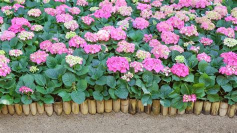 Hydrangea Spacing For Optimal Development Border Beauties