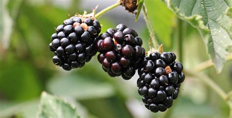 Más De 100 000 Imágenes Gratis De Moras Animadas Y Moras Pixabay