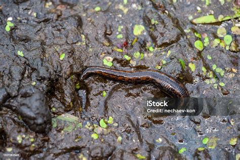 Black Leech Hirudo Medicinalis Bloodsucker Parasite At Swamp Macro