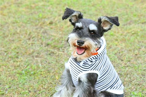 5月13日は「愛犬の日」。散歩中に起きた可愛いすぎるエピソード「謎の行動」「豆まきの豆を！」 Kufura（クフラ）小学館公式