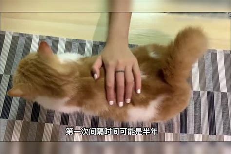 猫咪发情的时候是什么样子猫咪样子什么