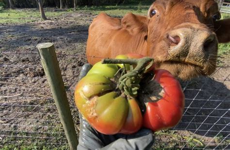 Can Cows Eat Tomato Plants? - Gardening Channel