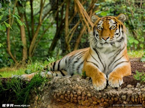 虎摄影图 野生动物 生物世界 摄影图库 昵图网